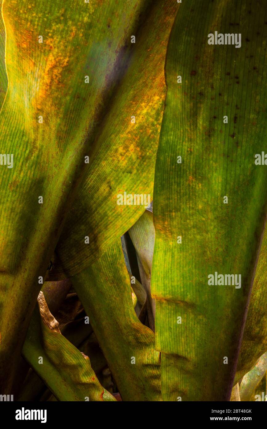 Tropical plant details, Puna, Hawaii, USA Stock Photo - Alamy