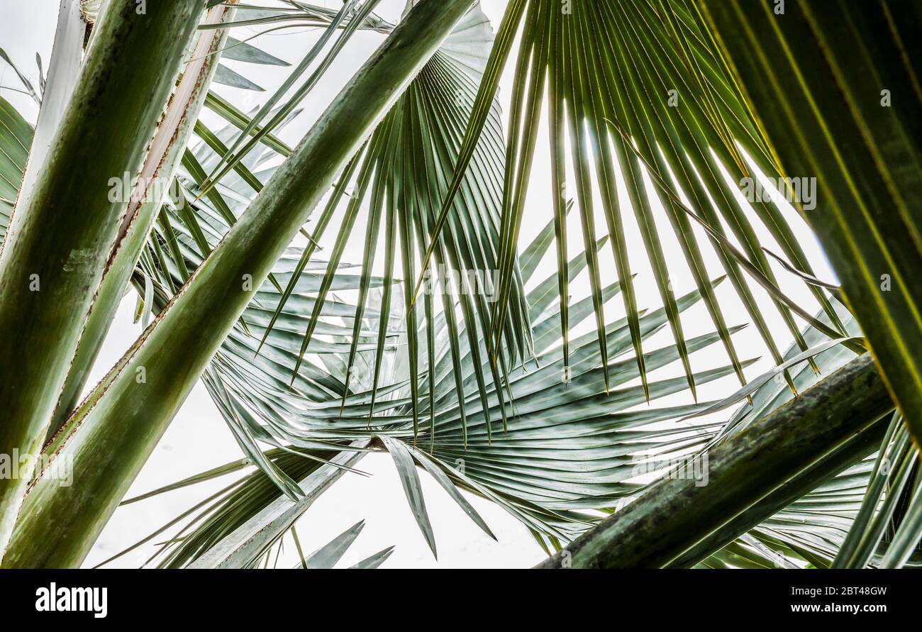 Palm tree in a garden, Puna, Hawaii, USA Stock Photo - Alamy