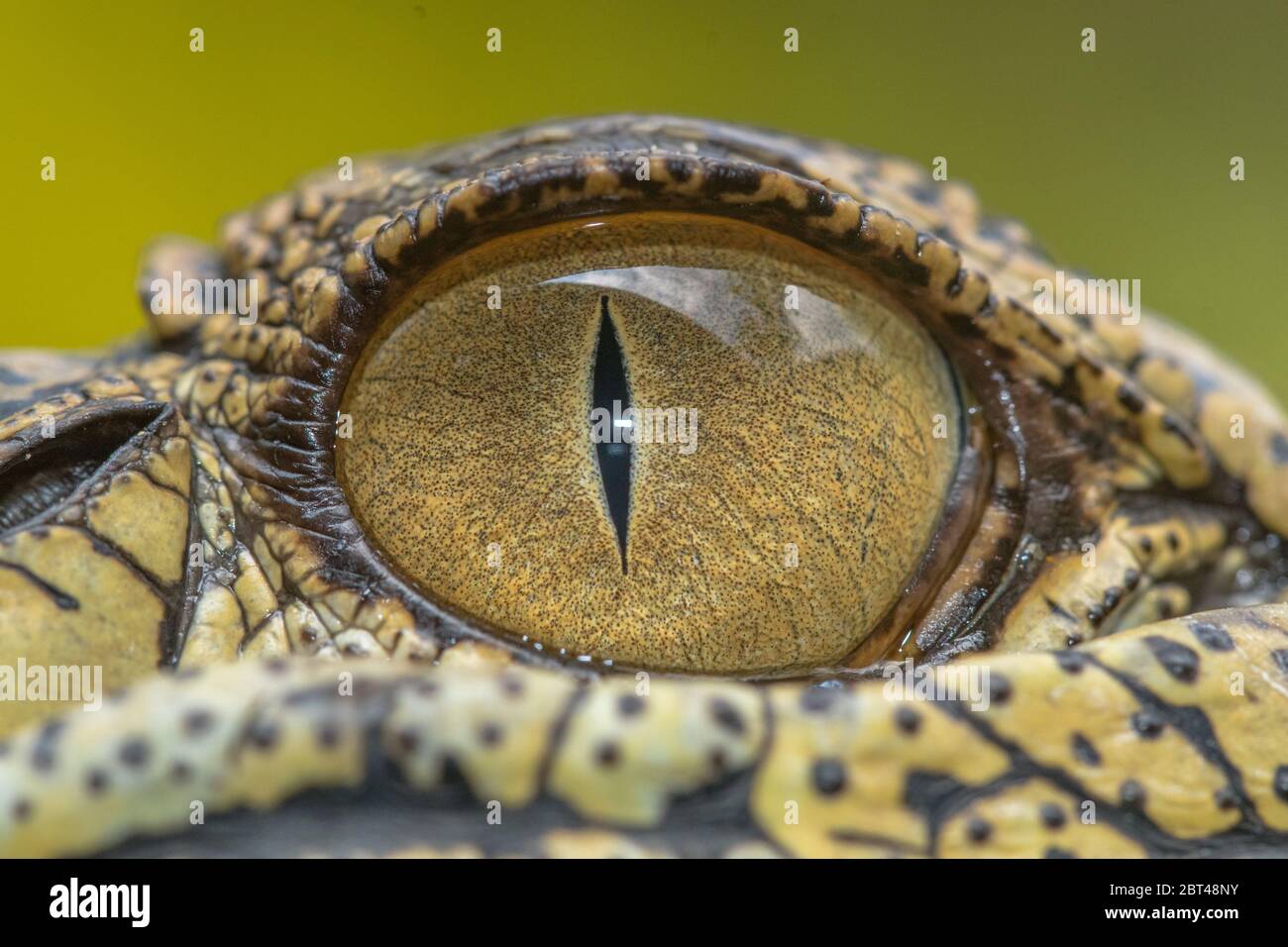 Eye of a crocodile hi-res stock photography and images - Alamy
