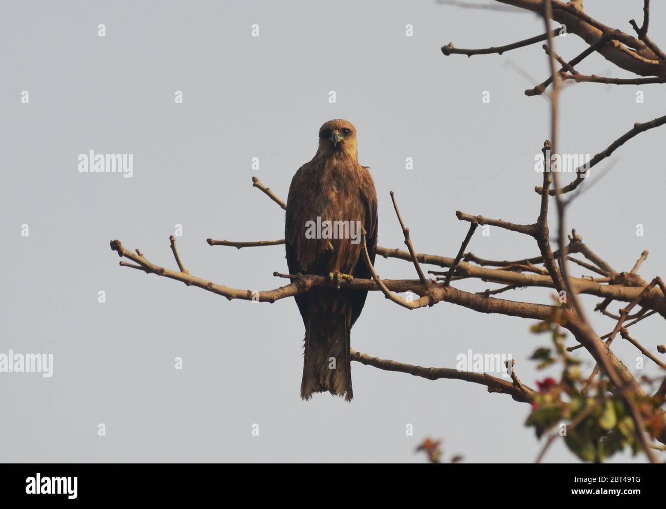 Yellow-billed Kite (Milvus aegyptius parasitus) in Dakar, Senegal Stock ...