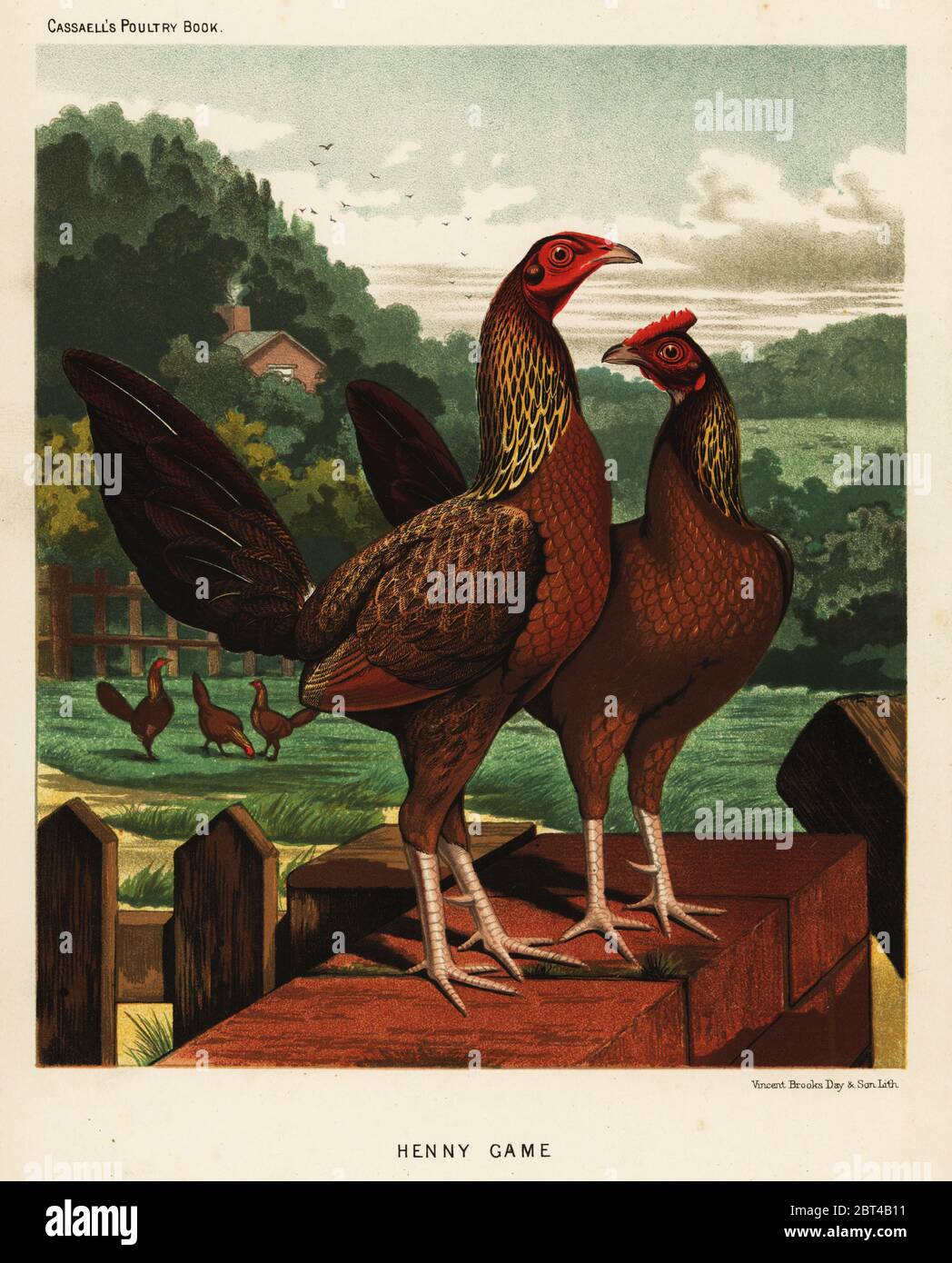 Henny or hennie game birds, Gallus gallus domesticus. Cock and hen ...