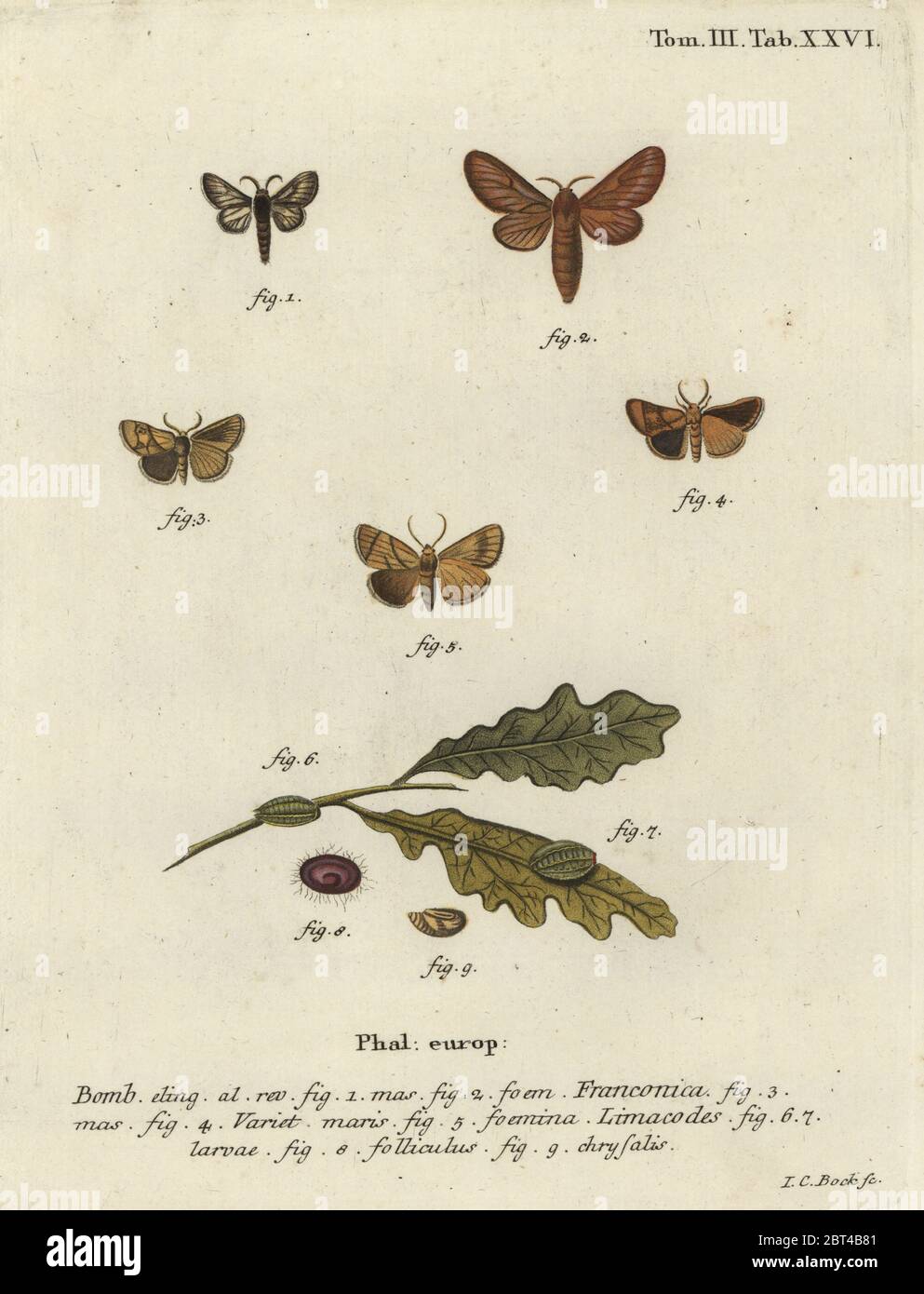 Malacosoma franconicum moth and festoon, Apoda limacodes. Phalaena ...