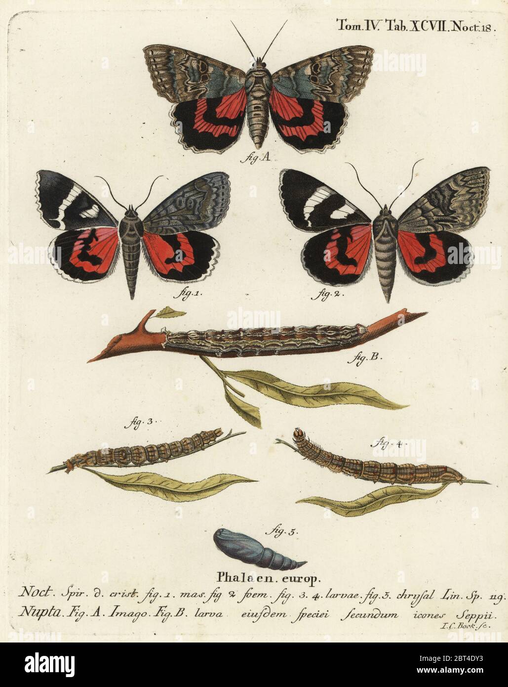 Red underwing moth, Catocala nupta. Handcoloured copperplate engraving ...