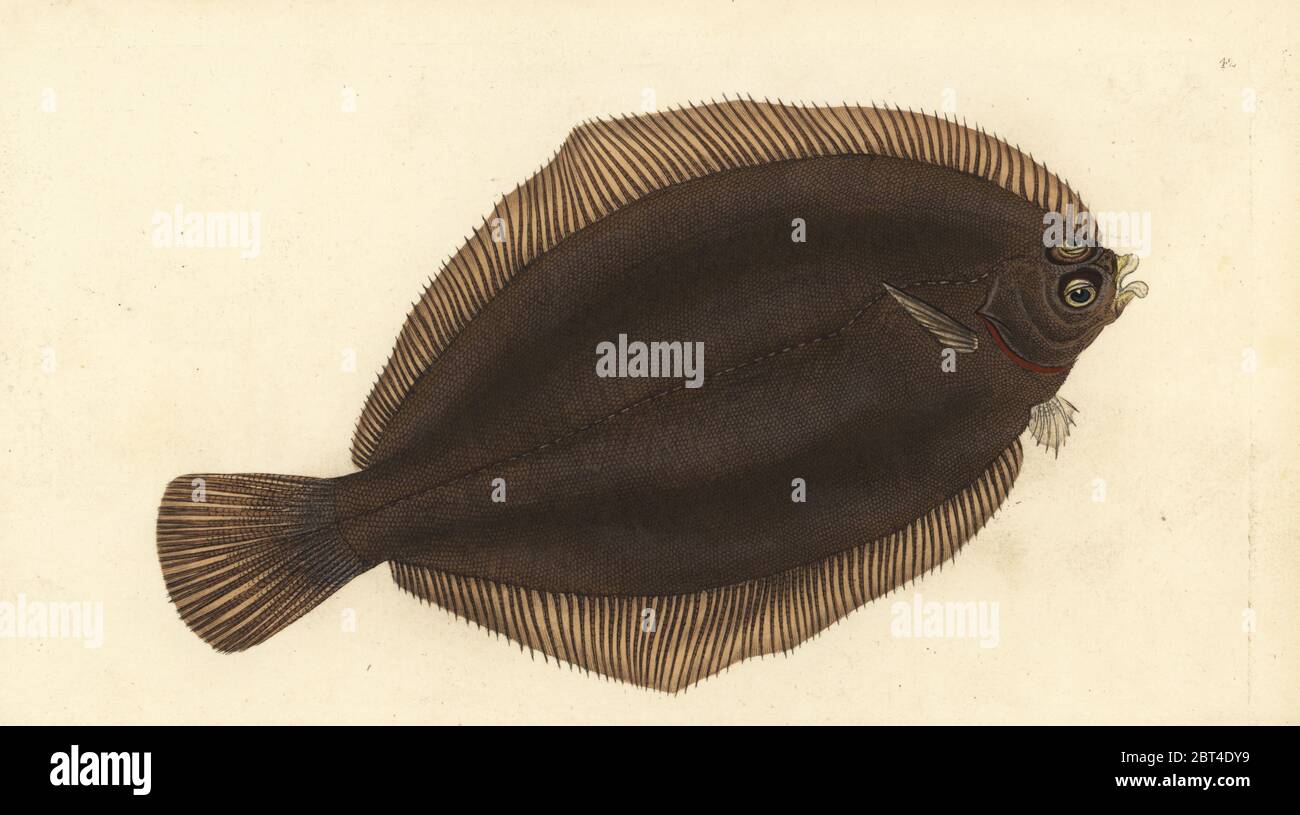 Lemon sole, Microstomus kitt (Small-headed or smear dab, Pleuronectes ...