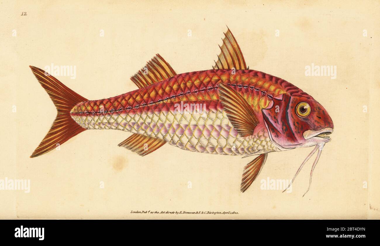 Red mullet illustration hi-res stock photography and images - Alamy