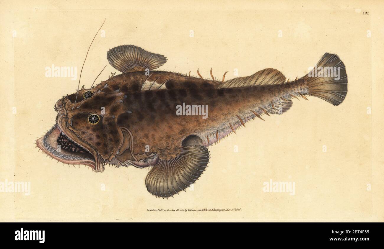 Common angler fish hi-res stock photography and images - Alamy
