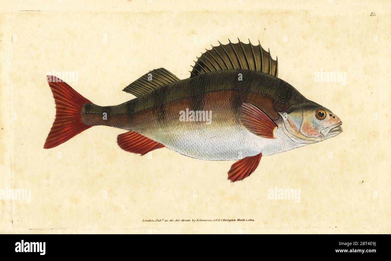 Perch, Perca fluviatilis. Handcoloured copperplate drawn and engraved ...