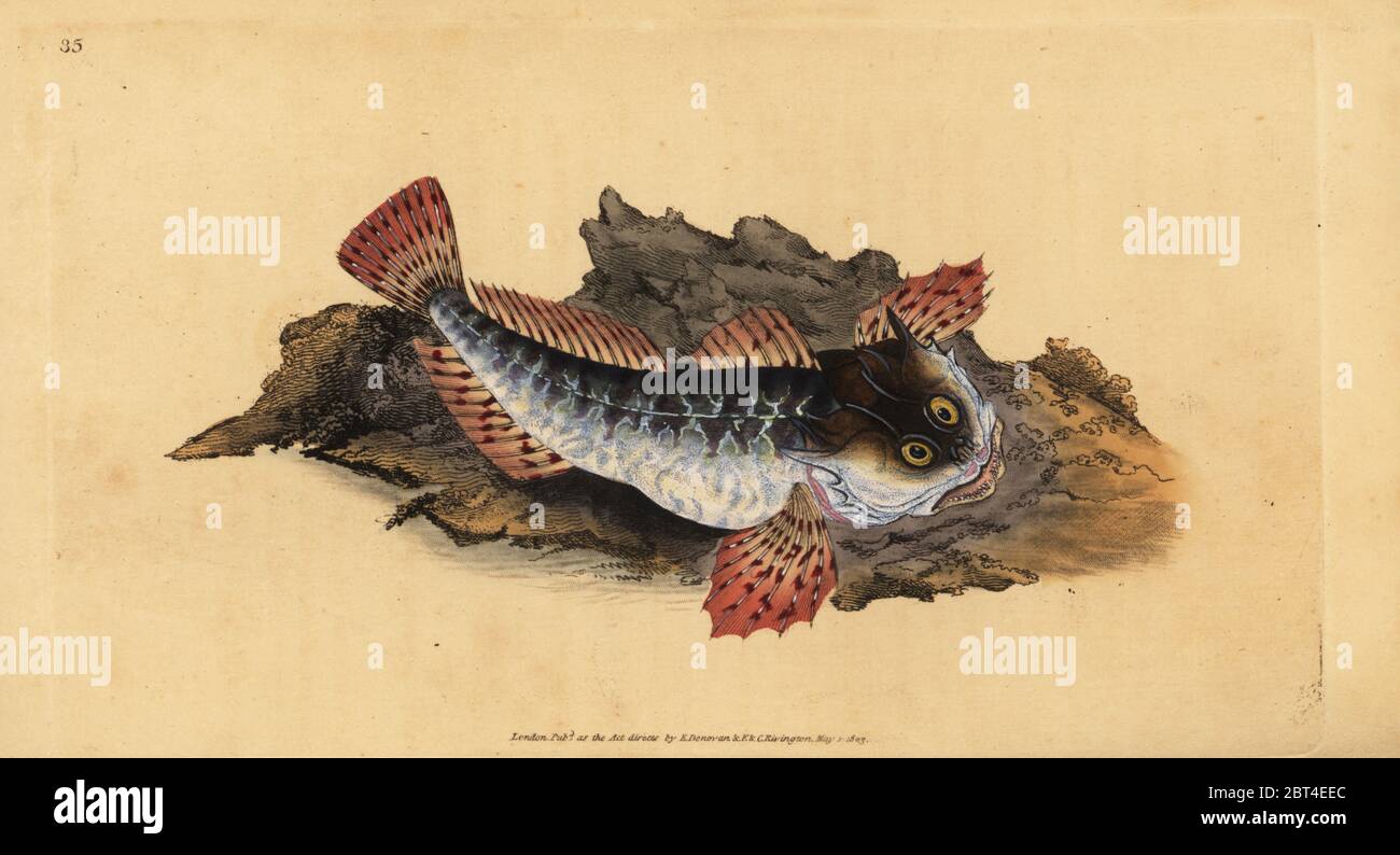 Father lasher or sea scorpion, Myoxocephalus scorpius (Cottus scorpius ...