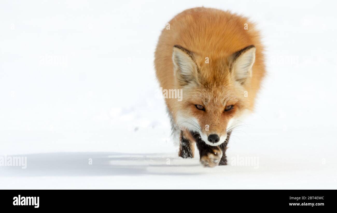 Red fox walking in winter hi-res stock photography and images - Alamy