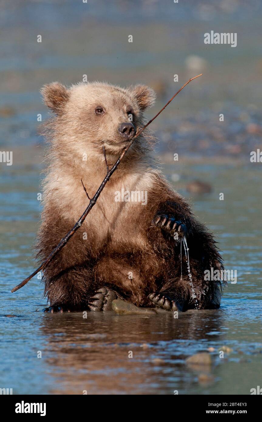Brown bear cub (Ursus altos) playing with stick on tidal flat, Lake ...
