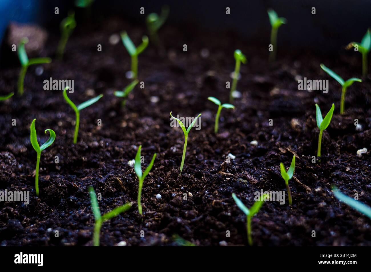 Close up Young seed germination and plant growing with rain water drop ...