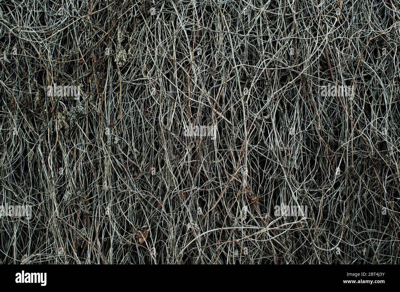 Dry branches grapevine, on the texture, background Stock Photo - Alamy