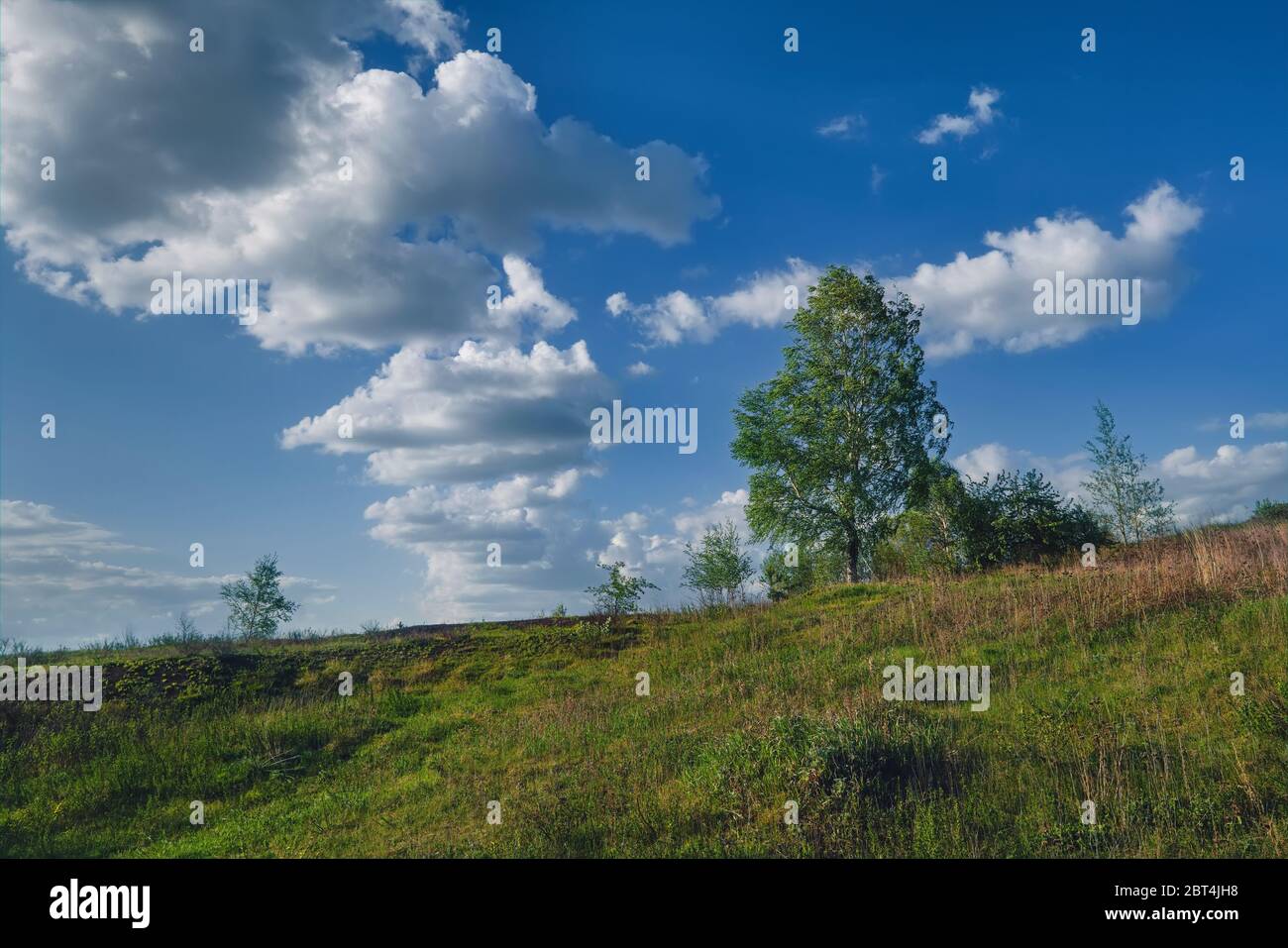 Landscape early spring trees with open leaves against the sky and ...