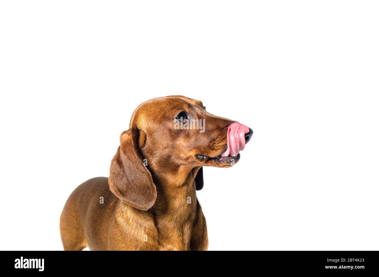 short red Dachshund Dog, hunting dog, isolated over white background ...