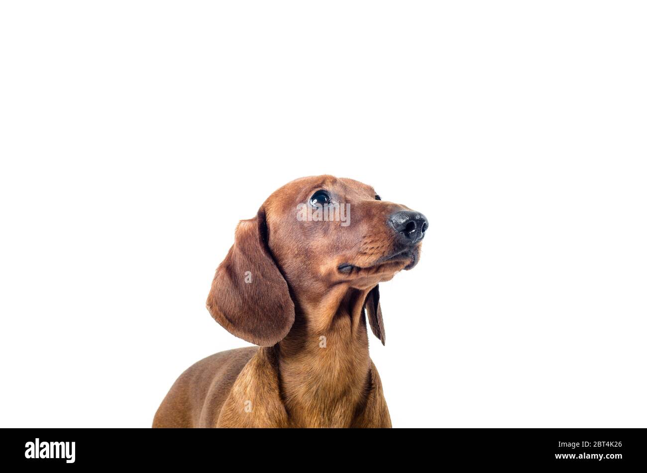 short red Dachshund Dog, hunting dog, isolated over white background ...