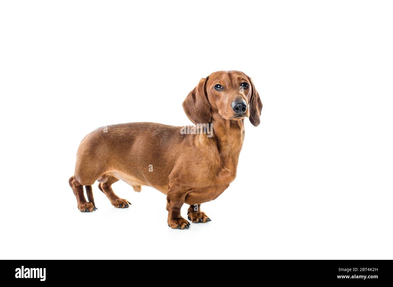 short red Dachshund Dog, hunting dog, isolated over white background ...