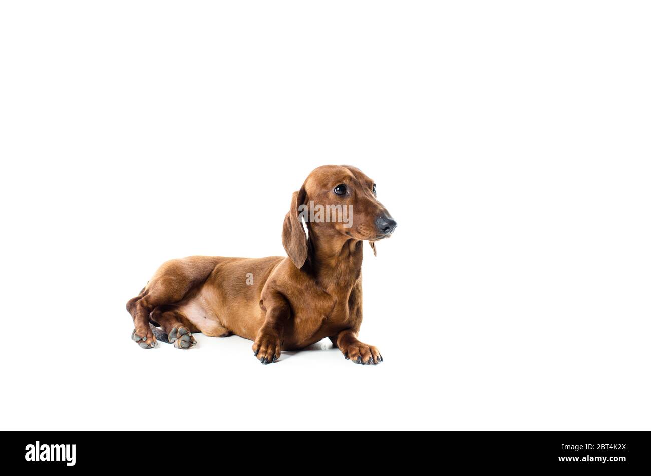 short red Dachshund Dog, hunting dog, isolated over white background ...