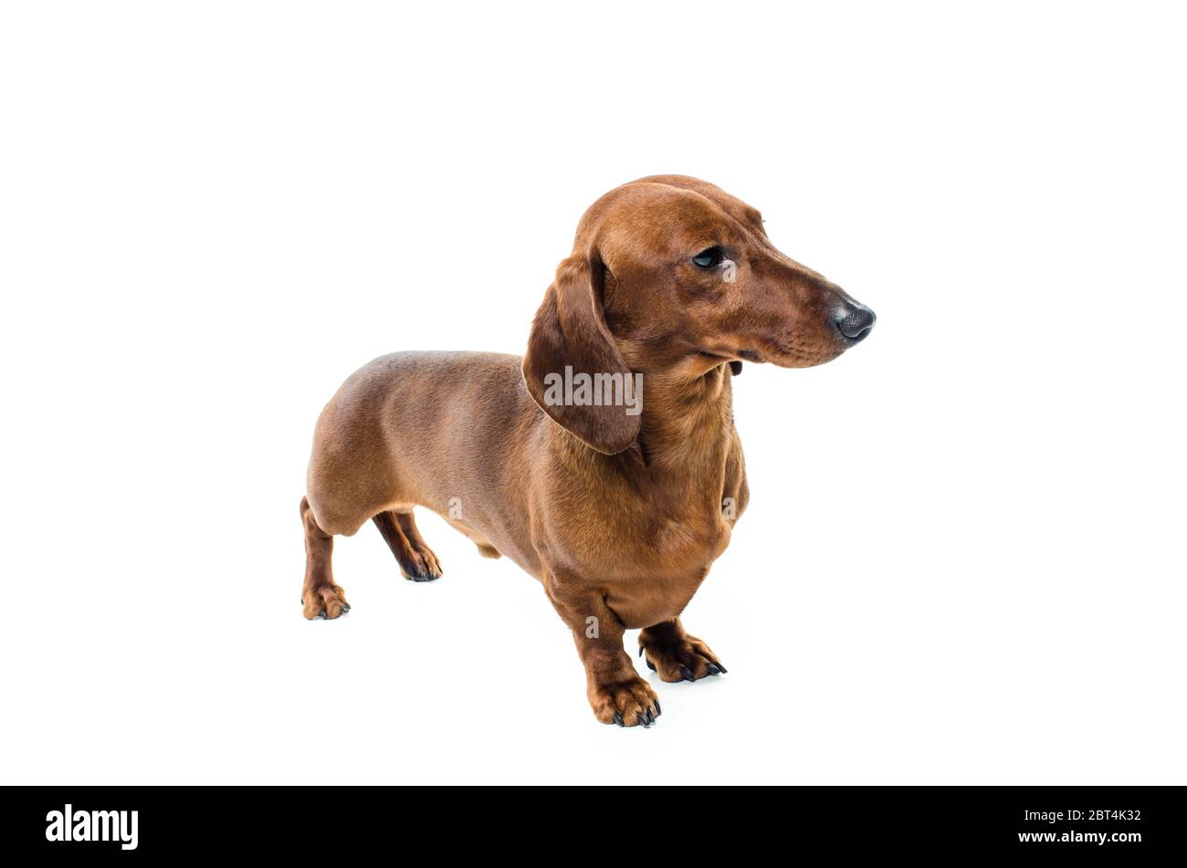 short red Dachshund Dog, hunting dog, isolated over white background ...