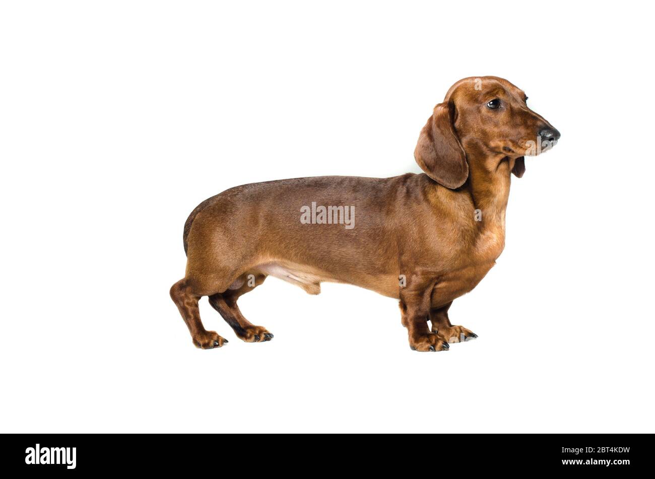 short red Dachshund Dog, hunting dog, isolated over white background ...