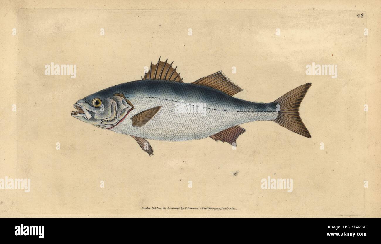 Perca labrax hi-res stock photography and images - Alamy