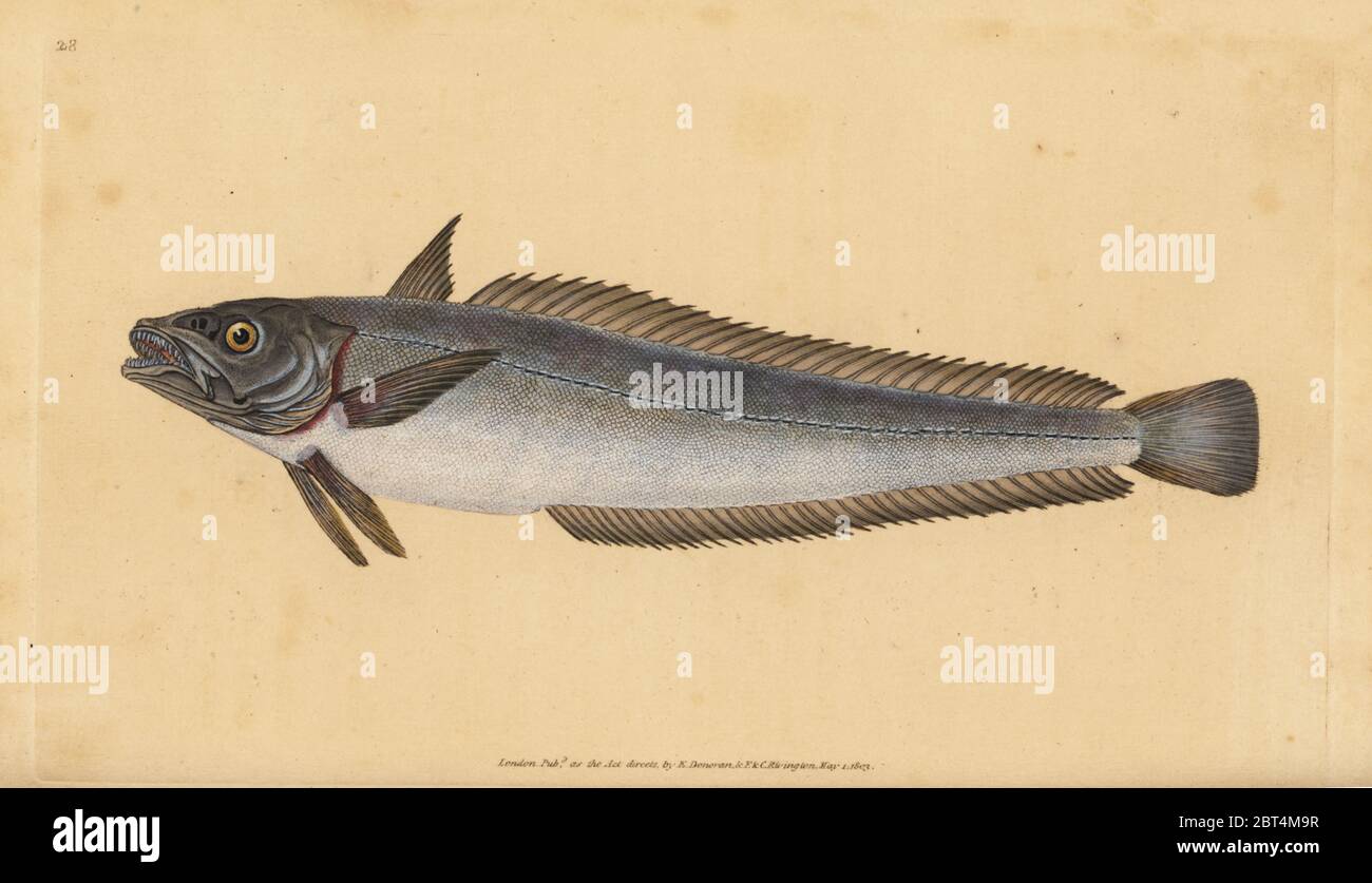 European hake, Merluccius merluccius (Hake, Gadus merluccius ...