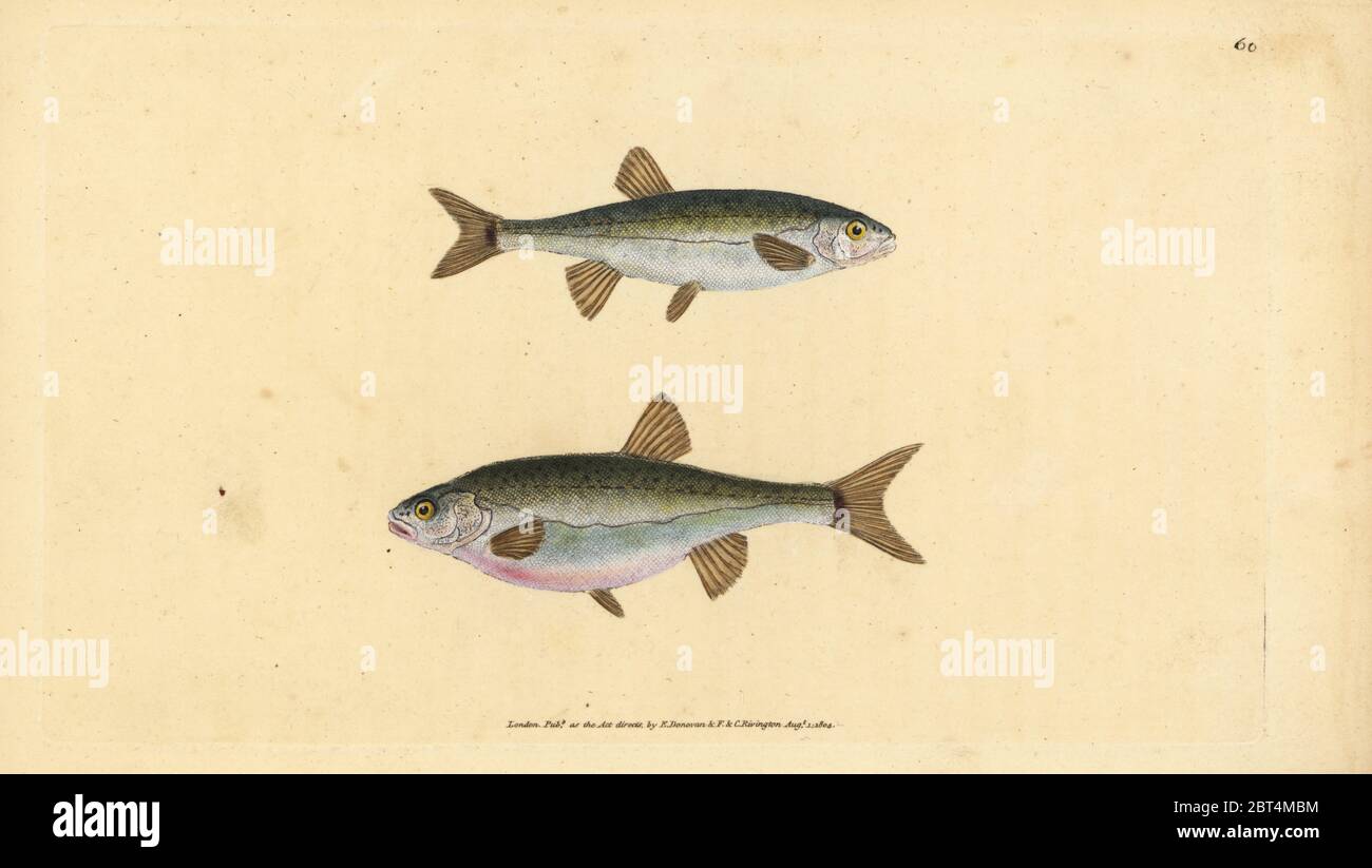 Eurasian minnow, Phoxinus phoxinus (Minow, Cyprinus phoxinus ...