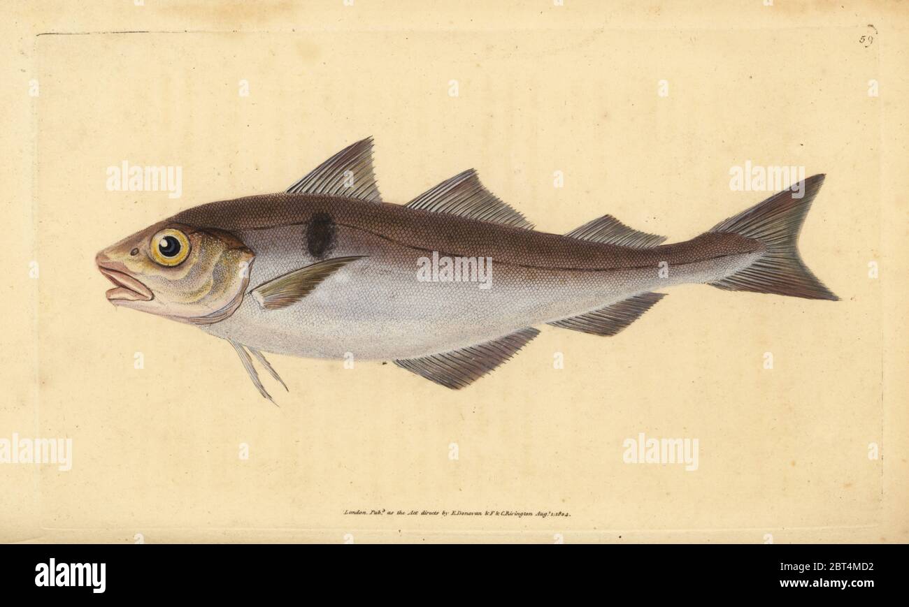 Haddock, Melanogrammus aeglefinus (Gadus aeglefinus). Vulnerable ...