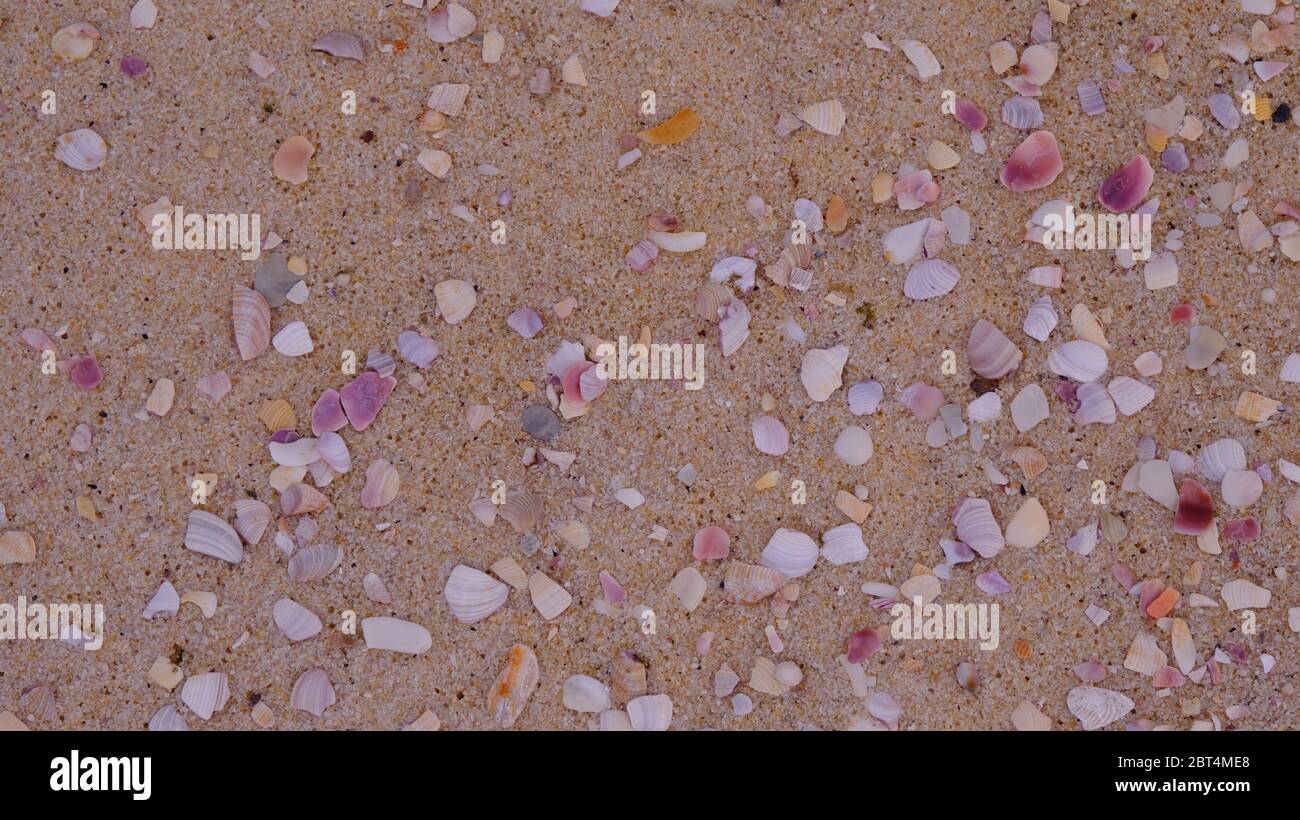 beautiful small and big sea shells on red yellow sand. texture as ...