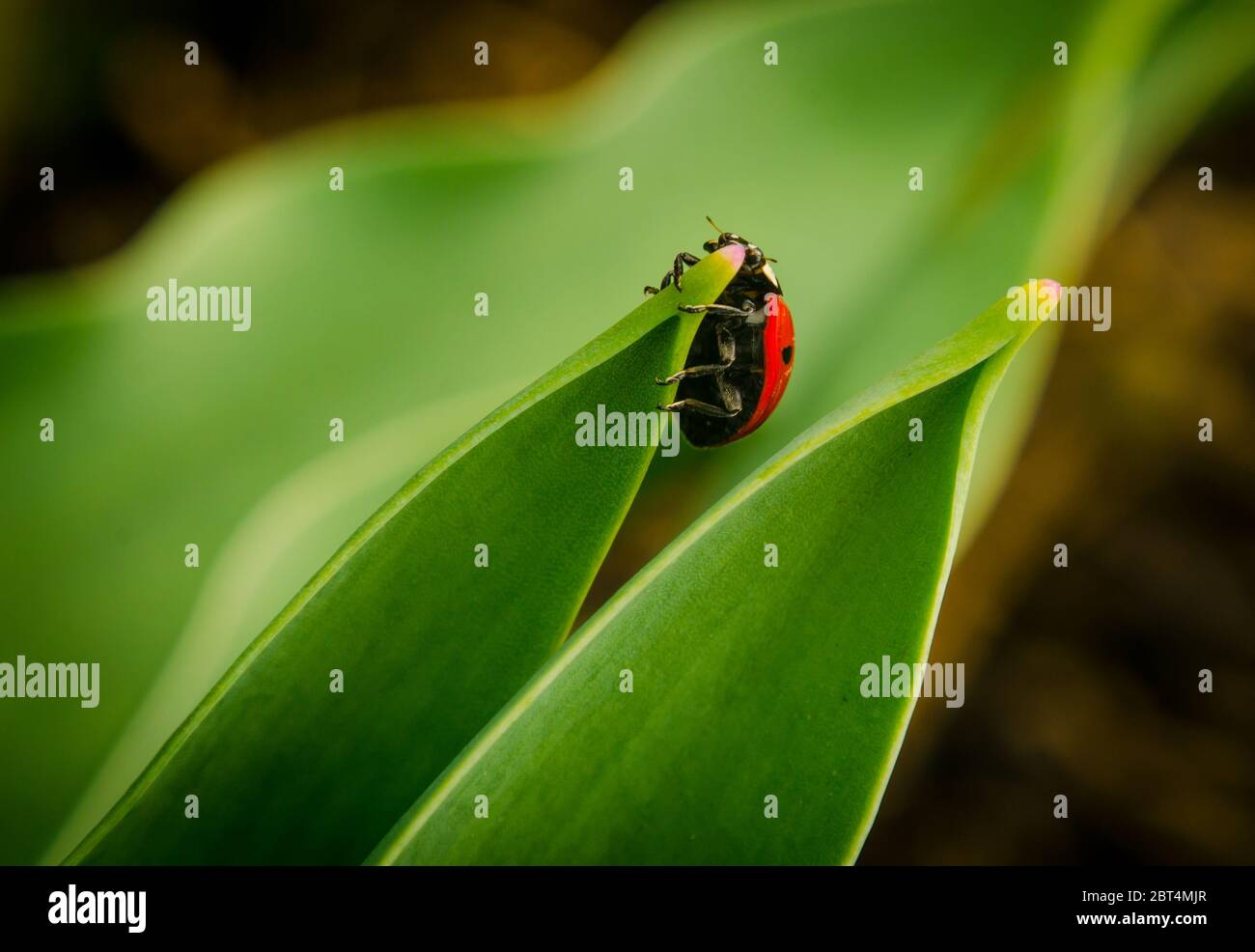 the side of wild red ladybug coccinellidae anatis ocellata coleoptera ...