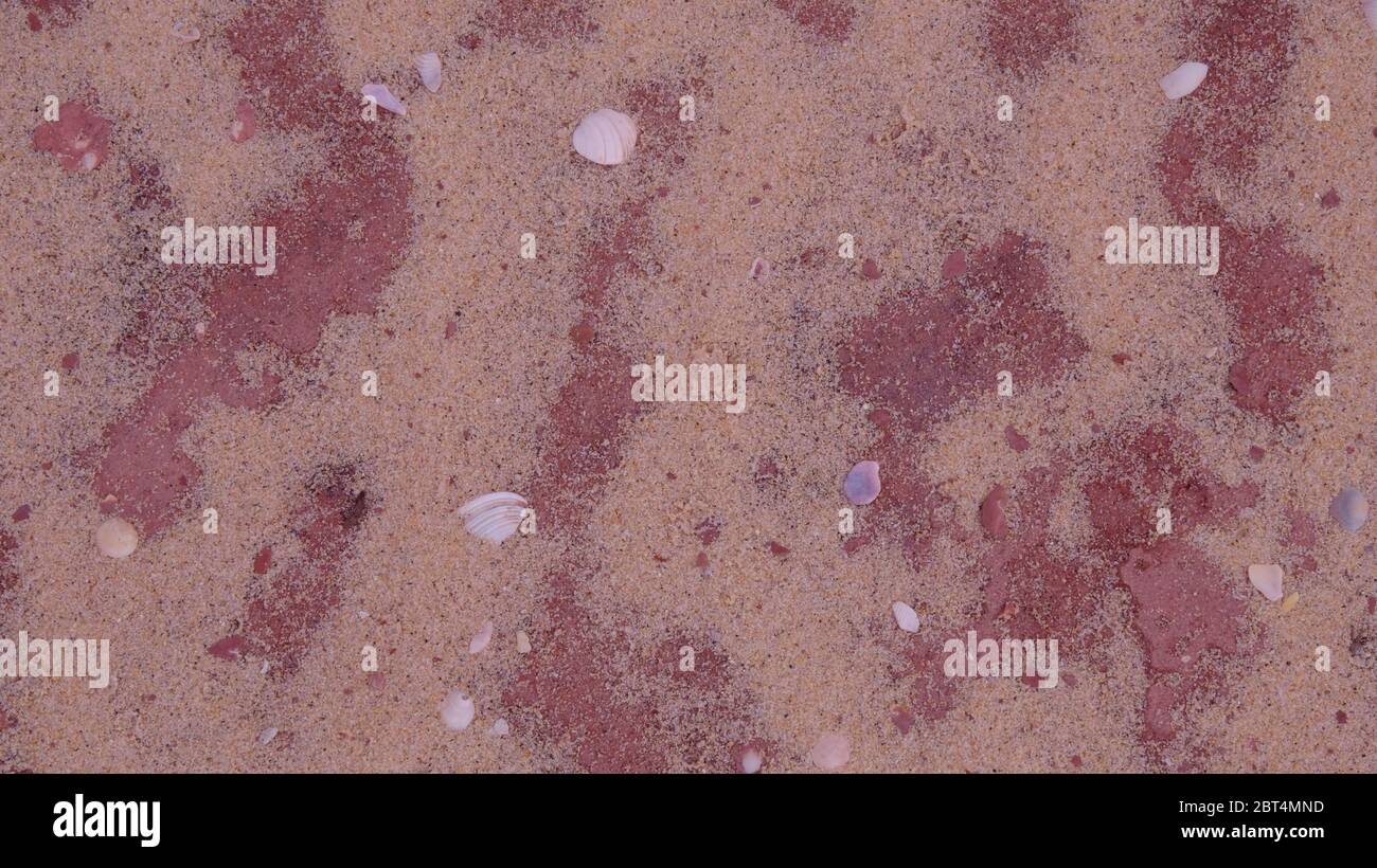 beautiful small and big sea shells on red yellow sand. texture as ...