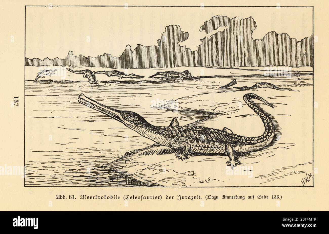 Extinct sea crocodile, Teleosaurus genus, Jurassic period. Illustration ...