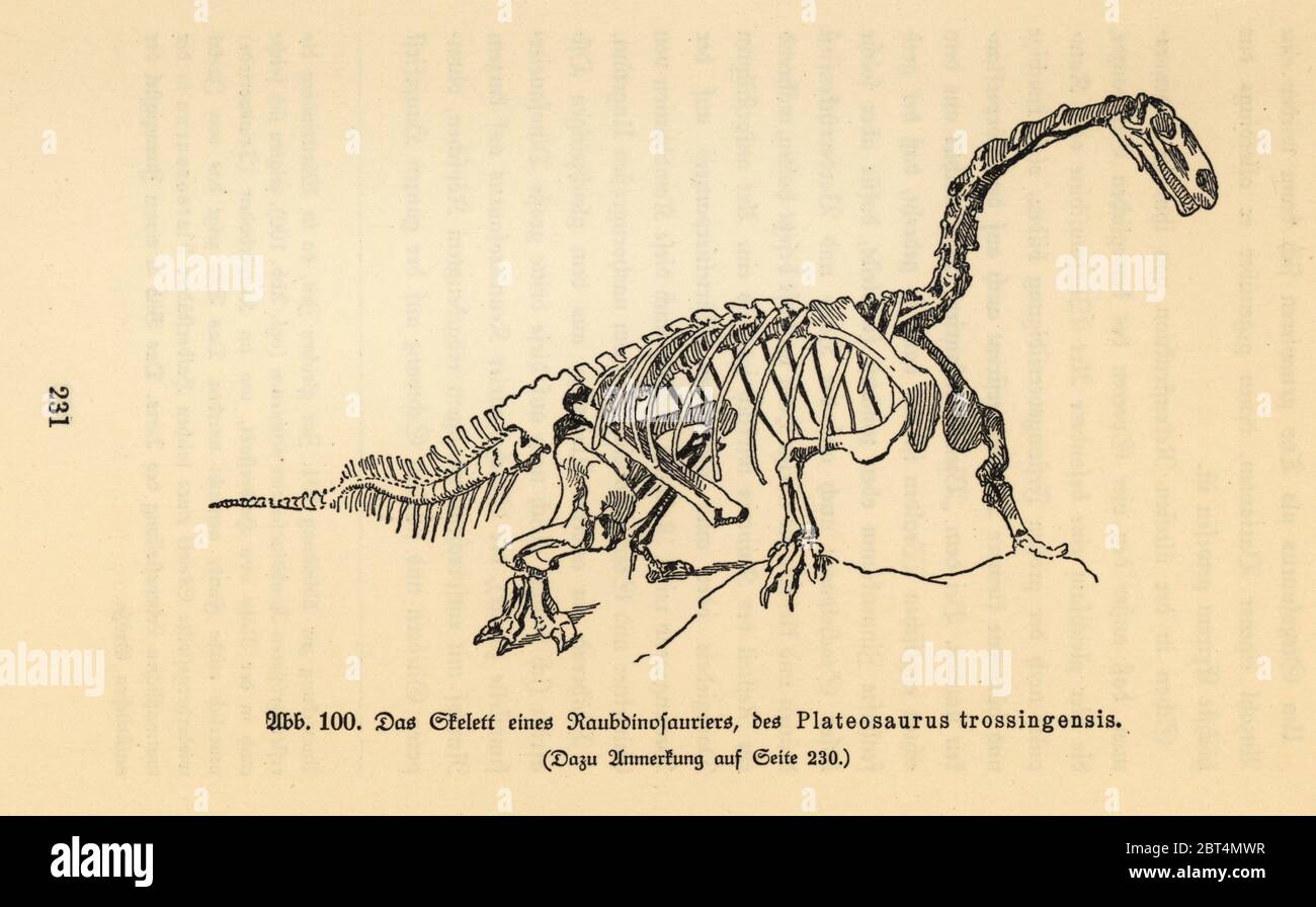 Fossil skeleton of an extinct predatory dinosaur, Plateosaurus ...