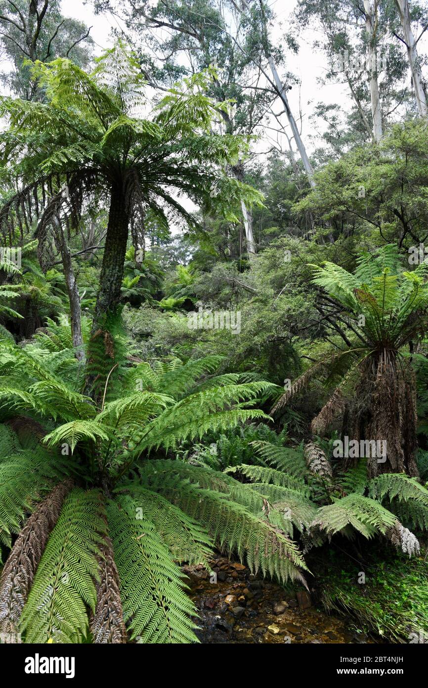 Temperate rain forest at the Leura Cascades west of Sydney, Australia ...