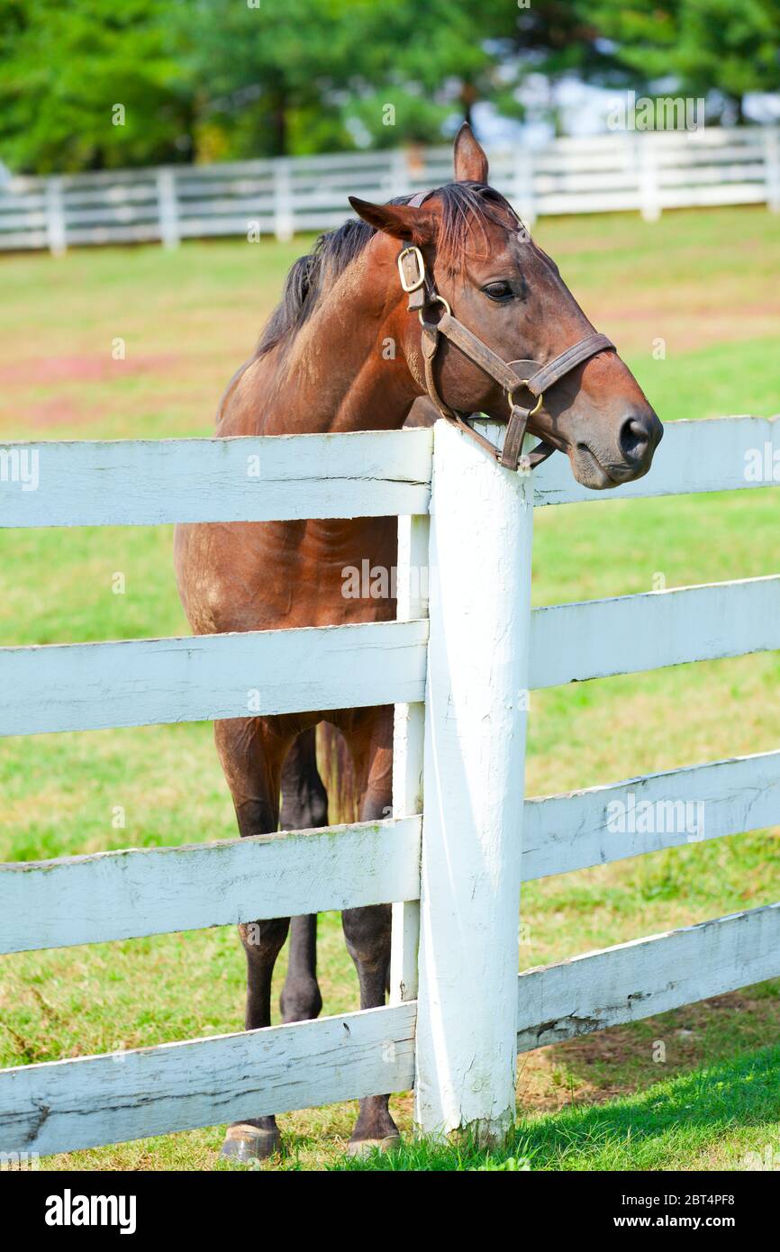 horse, animal, farm, ranch, homey, domestic, rural, peasant, fence ...