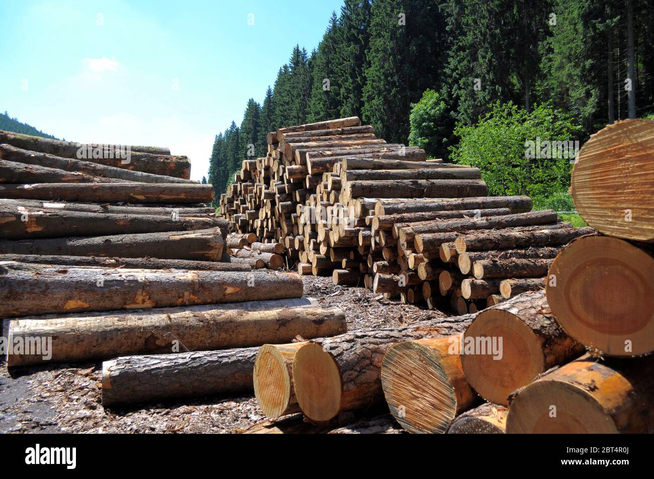 industry, wood, black forest, raw material, company, concern ...