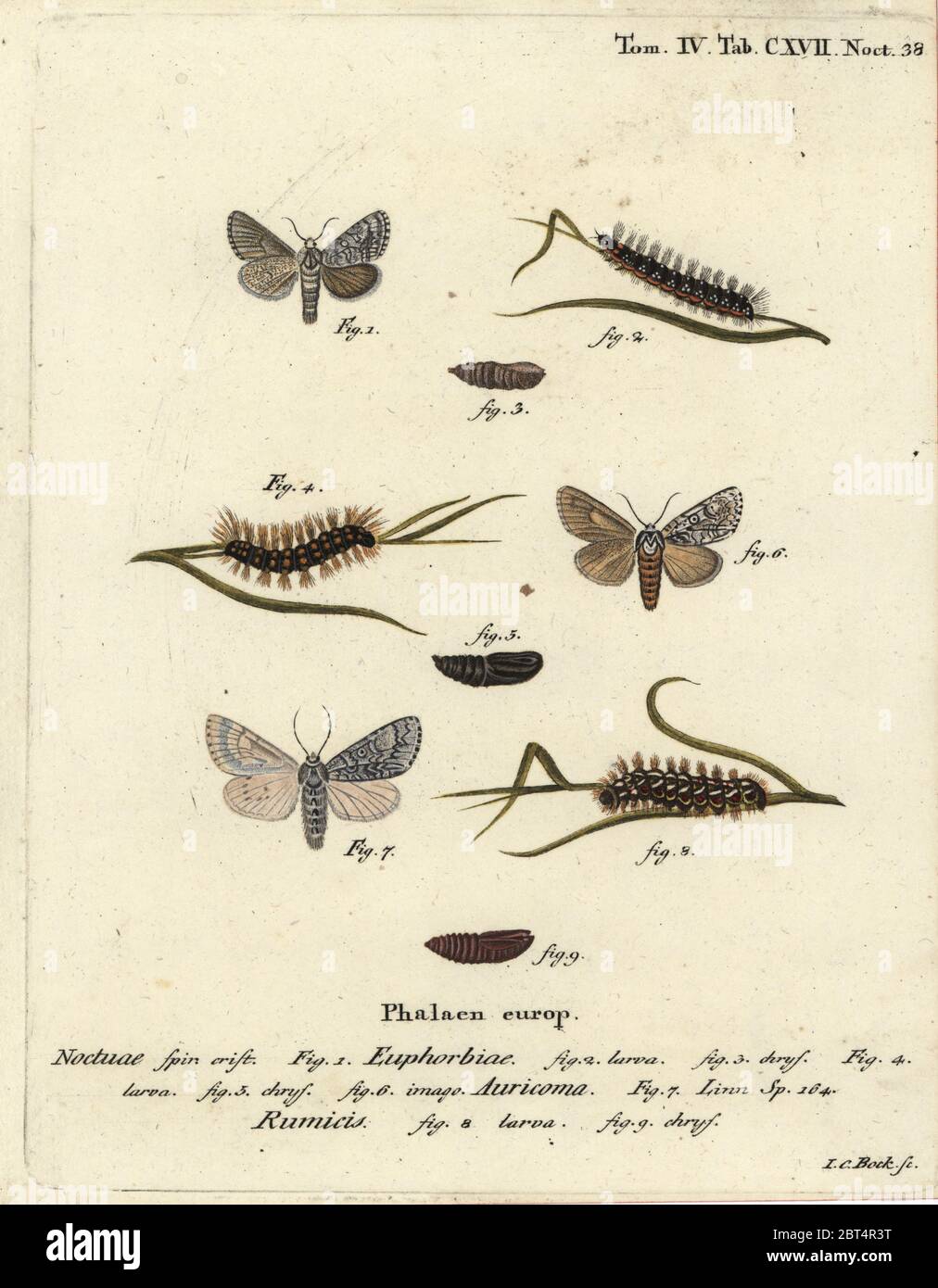 Scarce dagger moth hi-res stock photography and images - Alamy