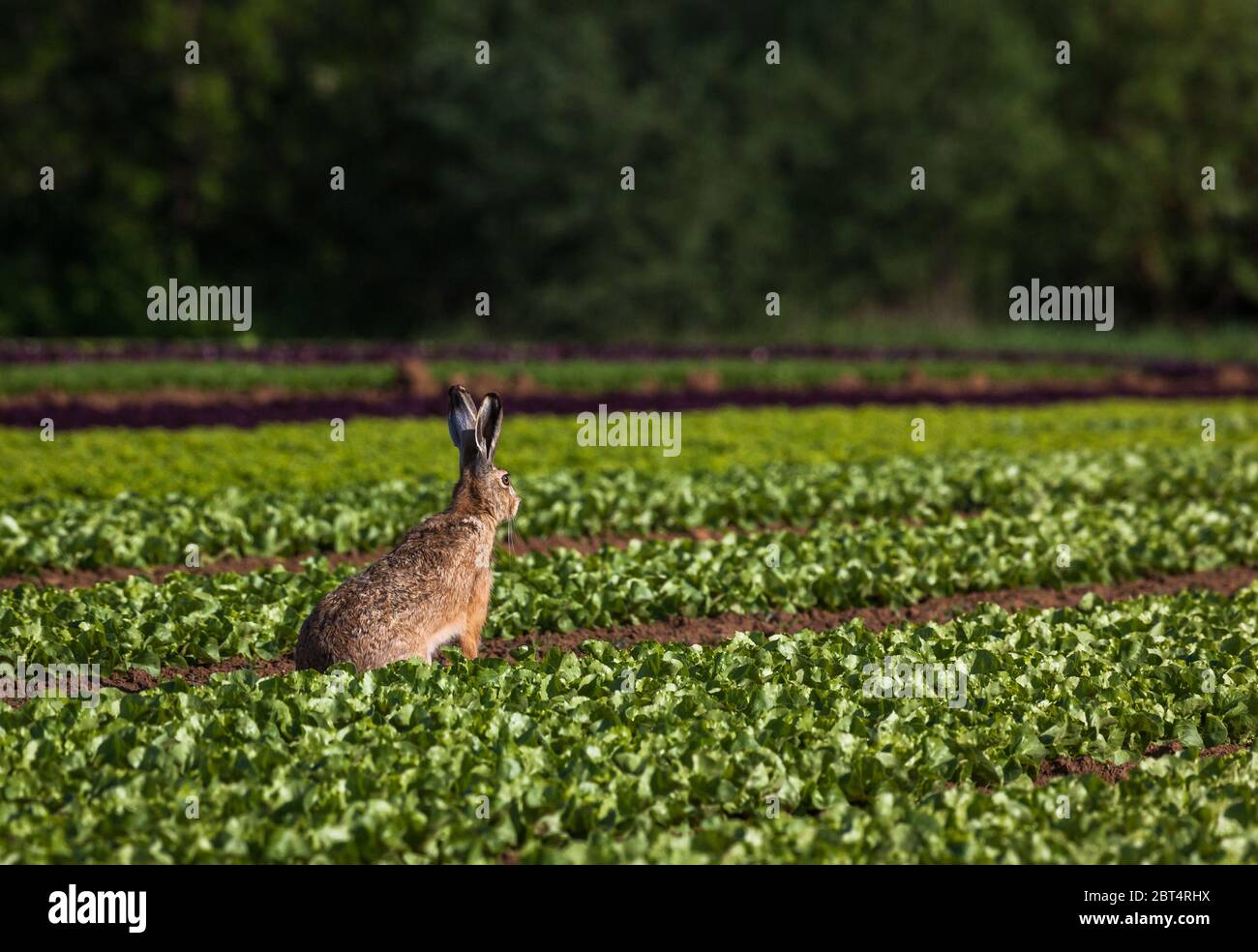Corridor garden agriculture field hare hi-res stock photography and ...