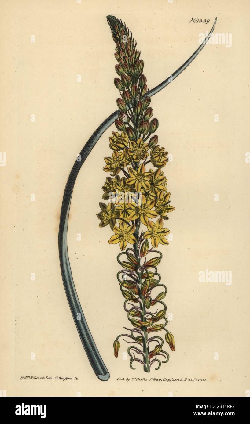 Bulbine asphodeloides hi-res stock photography and images - Alamy