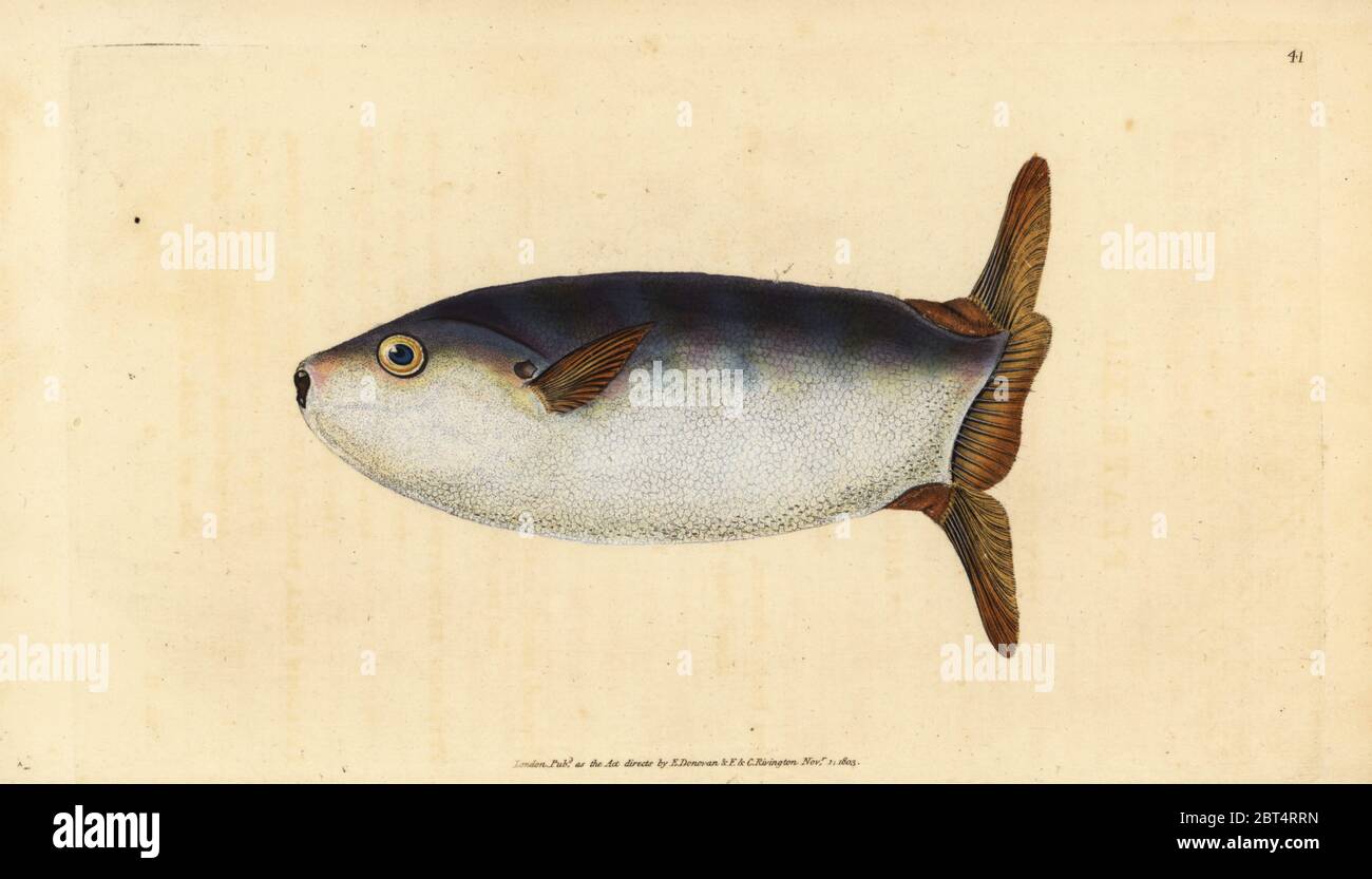 Slender sunfish, Ranzania laevis (Truncated sun-fish, Tetrodon ...