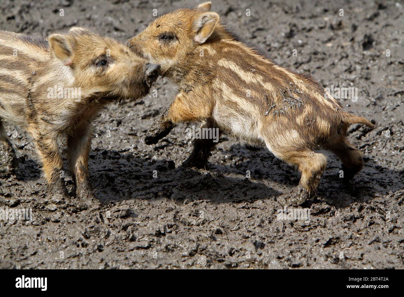 wild boar, pig, young animal, young of a wild boar, animal child, wild ...