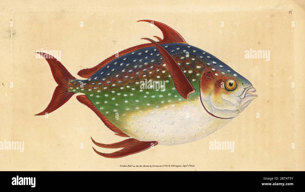 Opah or king fish, Lampris guttatus (Zeus luna). Handcoloured ...