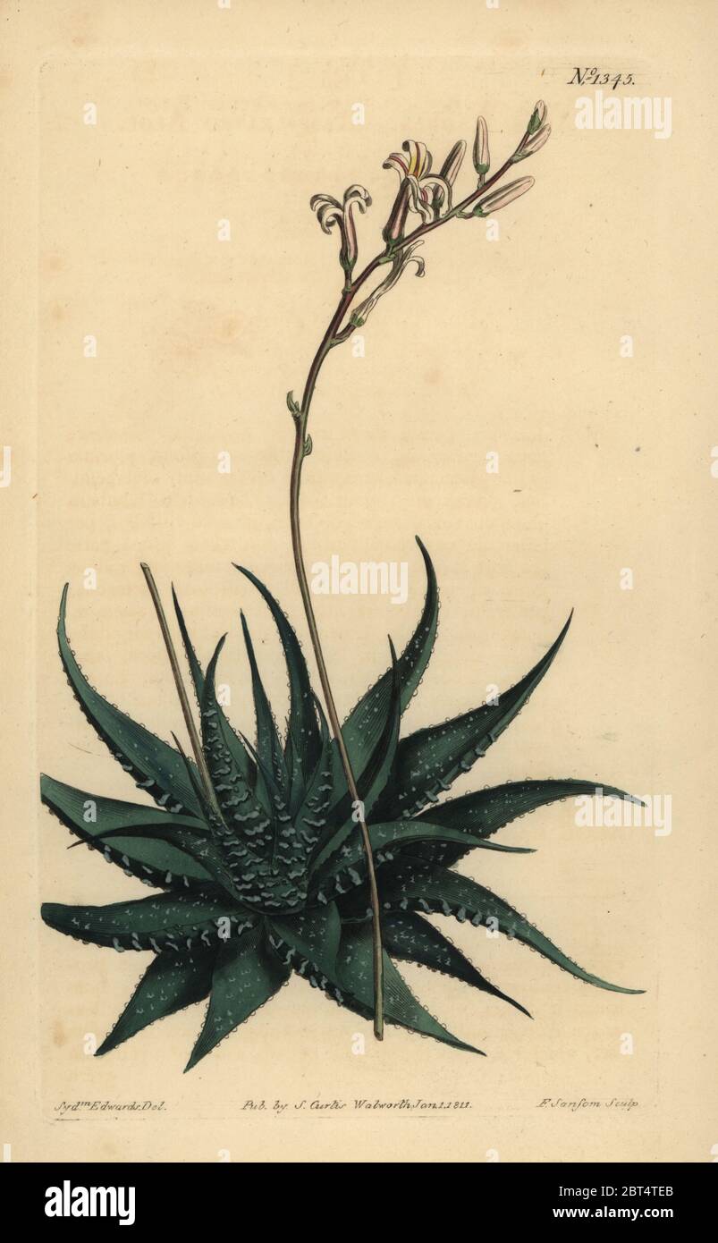 Hankey dwarf aloe, Haworthia attenuata var. radula. Rasp-leaved aloe ...