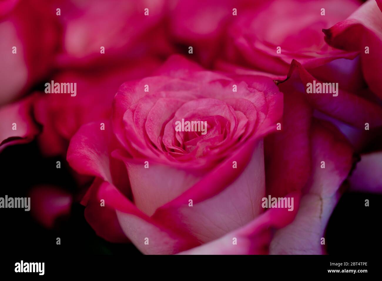 beautiful fresh colorful roses in the summer on the market Stock Photo ...