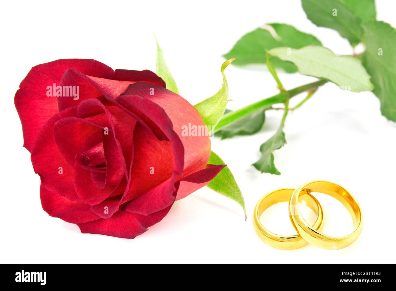flower, plant, rose, wedding, marriage, marriage ceremony, wedding ...