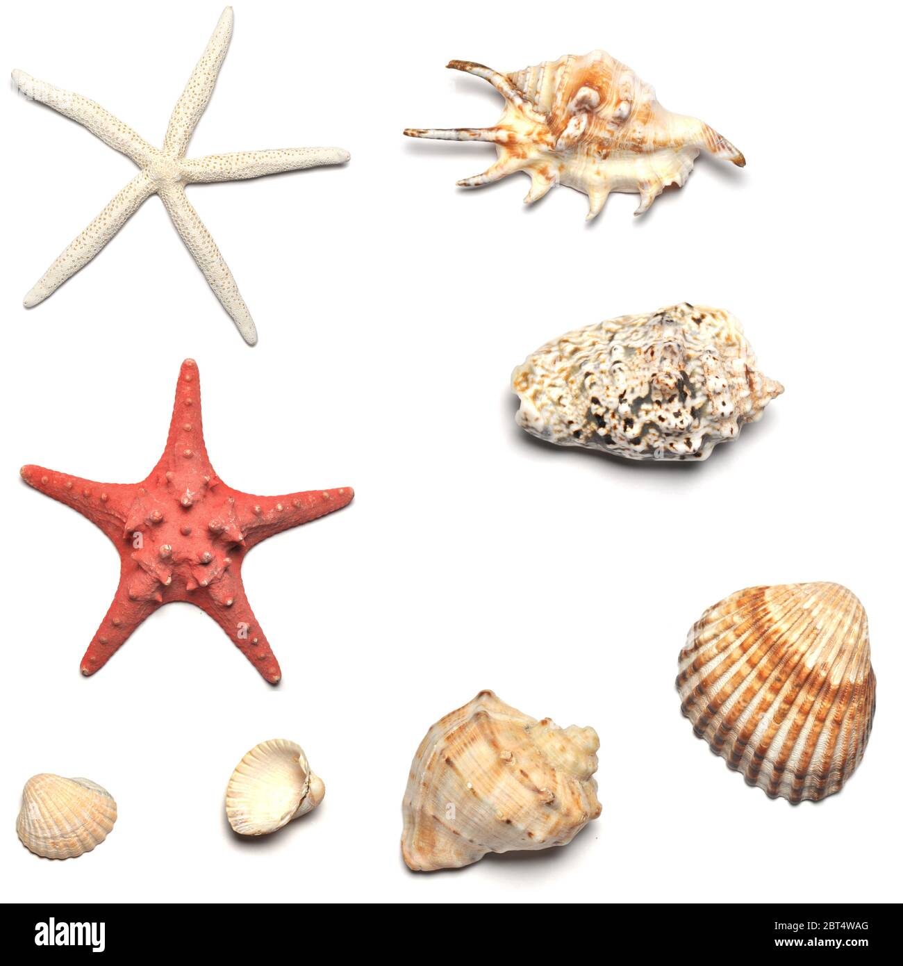 Sea shell isolated over white. Shallow depth of field Stock Photo - Alamy