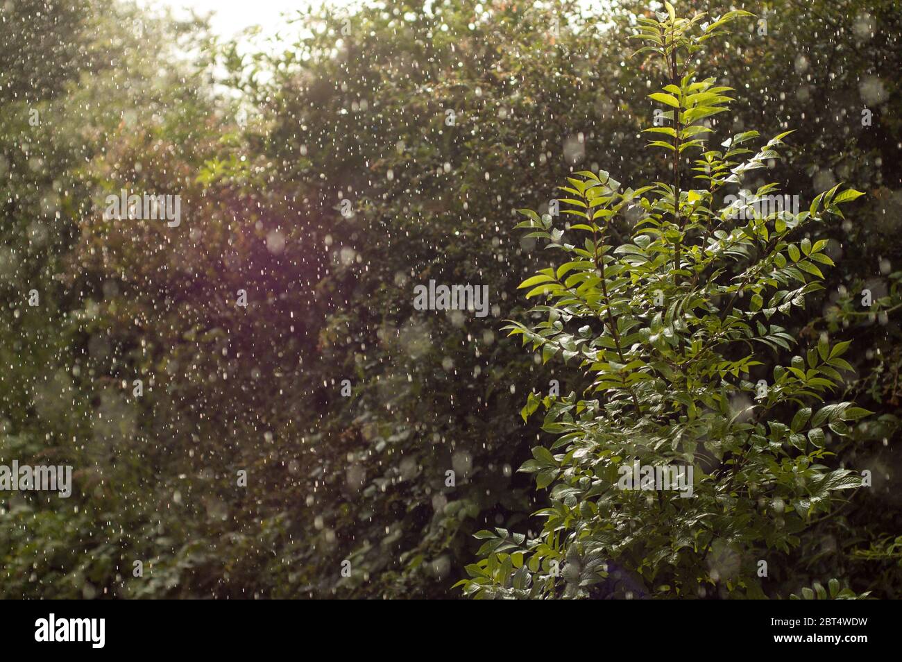 droplet, rainy, downpour, rain, monsoon, drop, drip, drops, seeping ...