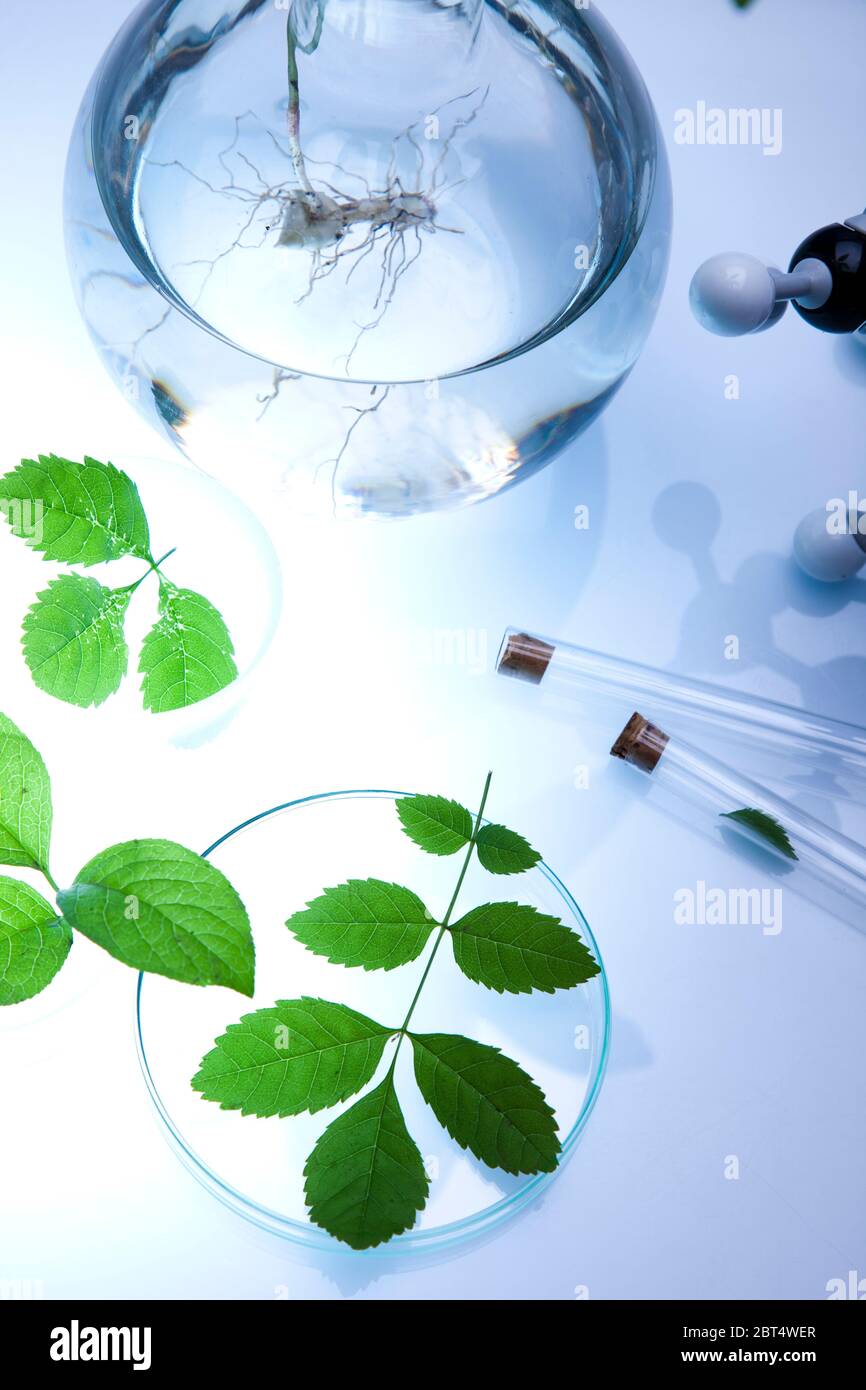 ecology, laboratory, chemistry, biology, chemical, biotechnology ...