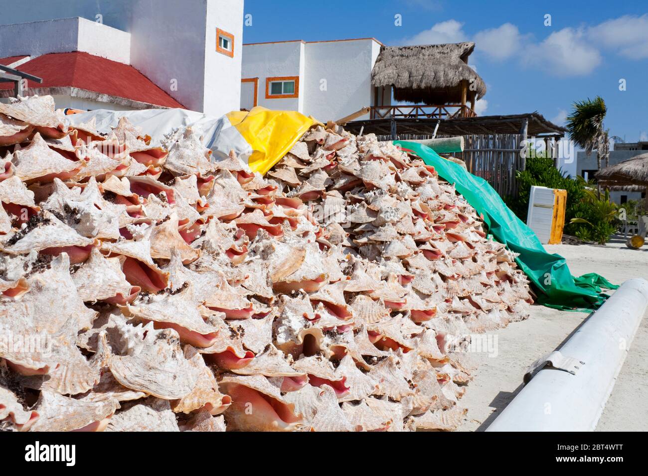 Conch architecture hi-res stock photography and images - Alamy