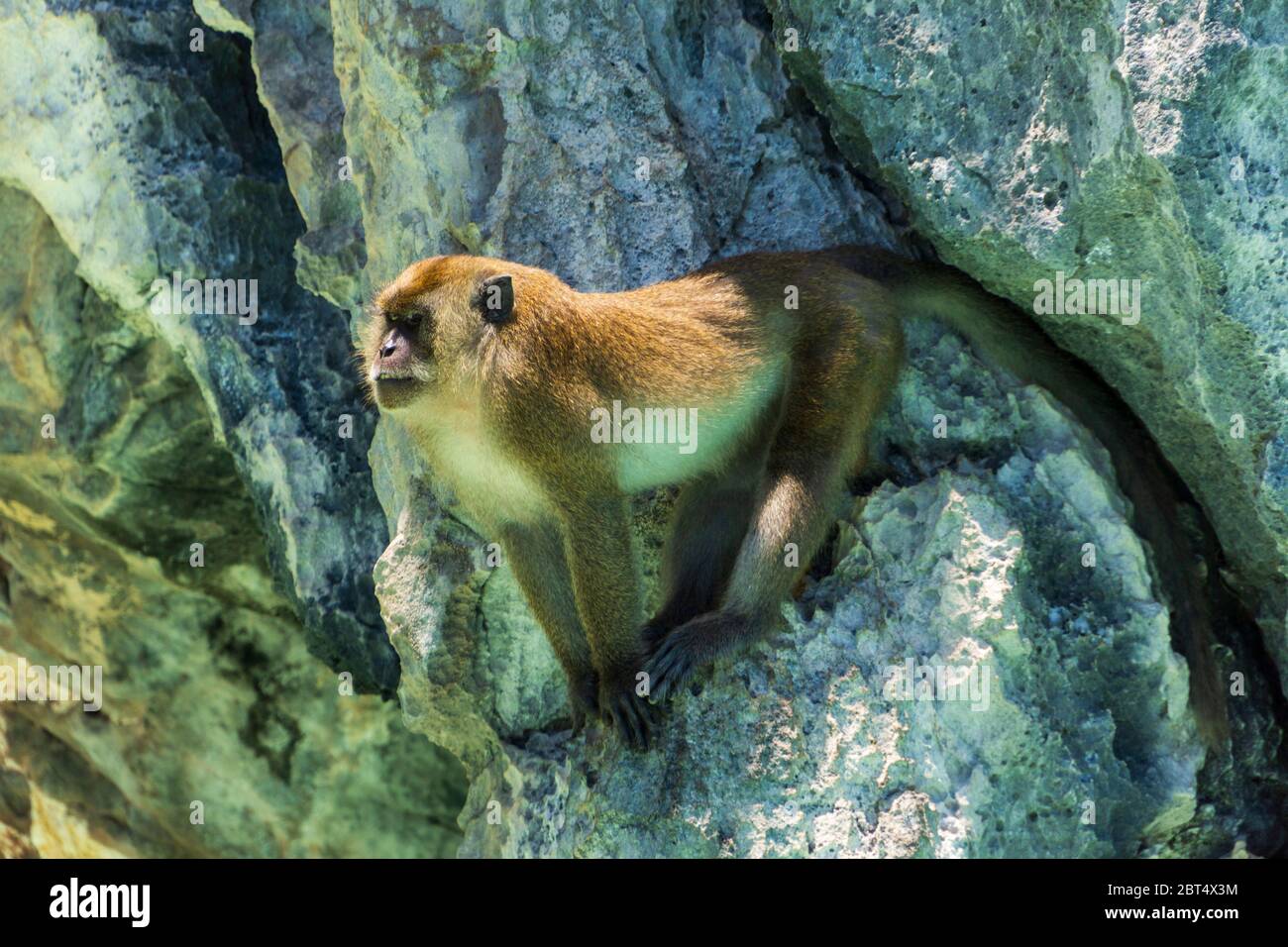 Adult big monkey, Rhesus Macaque, sitting on the cliff and guarding the ...