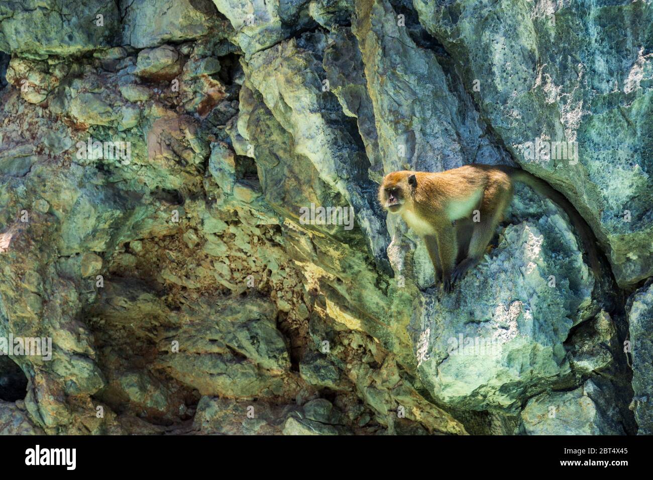 Adult big monkey, Rhesus Macaque, sitting on the cliff and guarding the ...